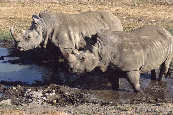 Stem cells from rhino skin | The Stem Cellar