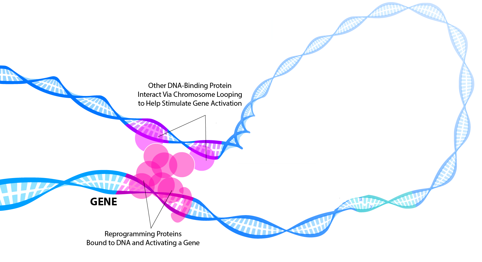 Staying in the Loop: Chromosome Loops Required for Cellular ...