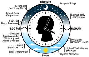 Tick-Tock: How our daily body clock protects our stem cells | The Stem ...