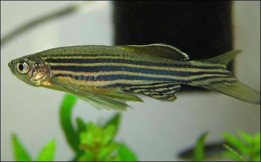 A Fishy Tale: A gene that blocks regeneration in fish blocks cancer in ...