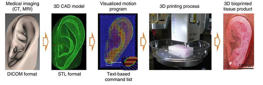 Meet ITOP: A One Stop Shop for 3D Printing Body Parts | The Stem Cellar