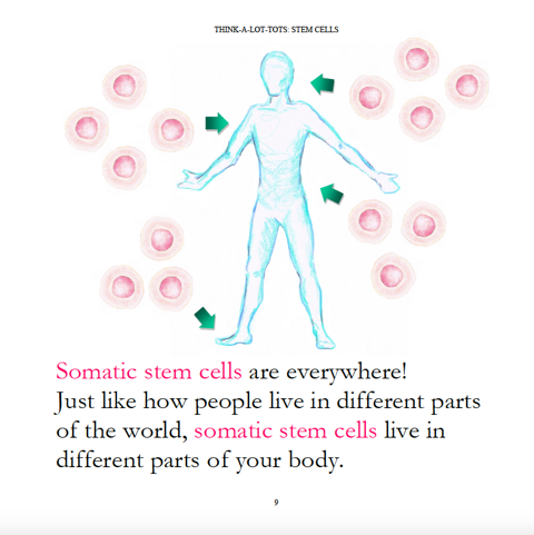 Teach your kids about stem cells and science with Think-A-Lot-Tots ...