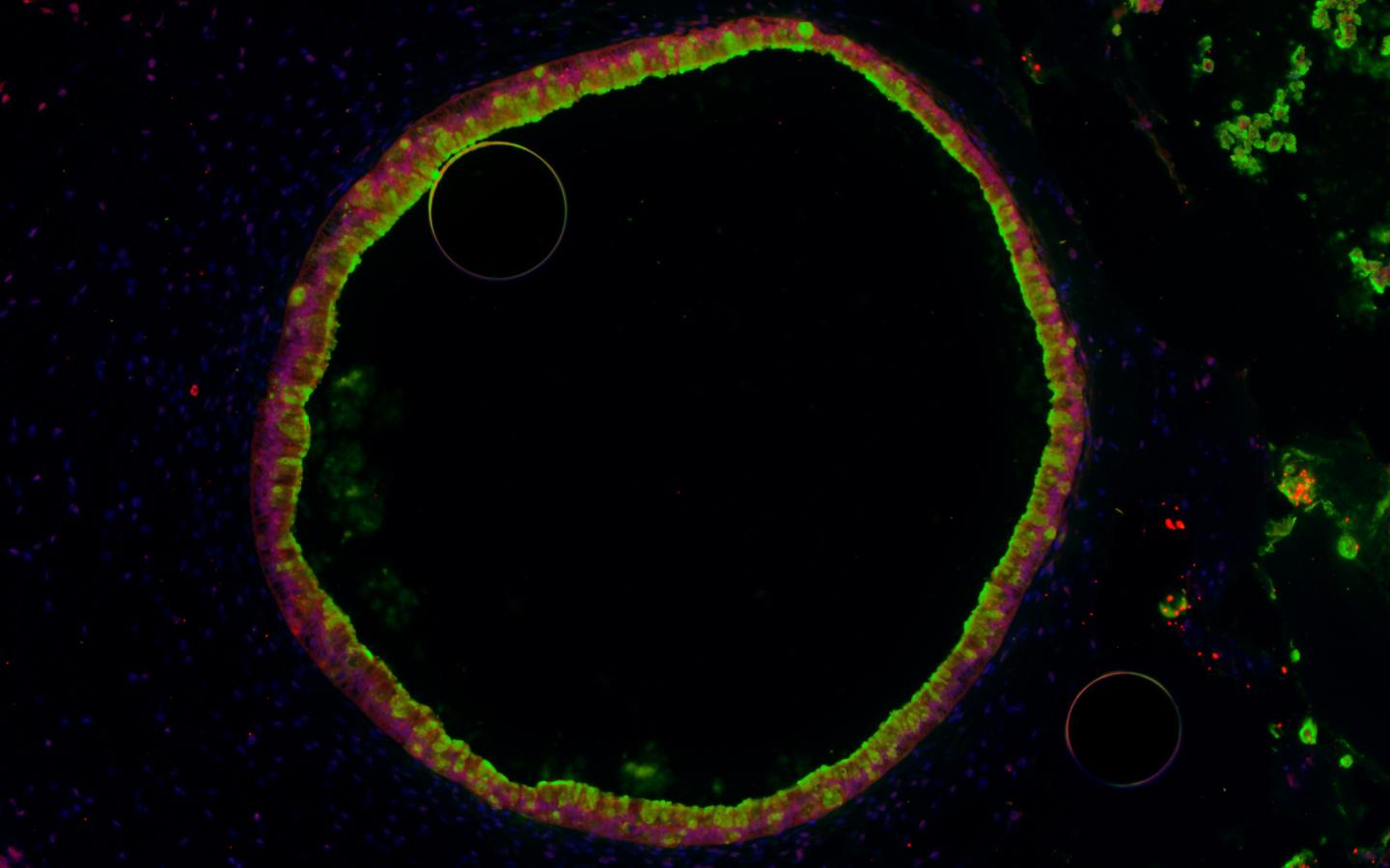 intestines | The Stem Cellar