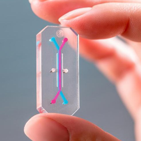 Stem cell-based gut-on-a-chip: a new path to personalized medicine ...