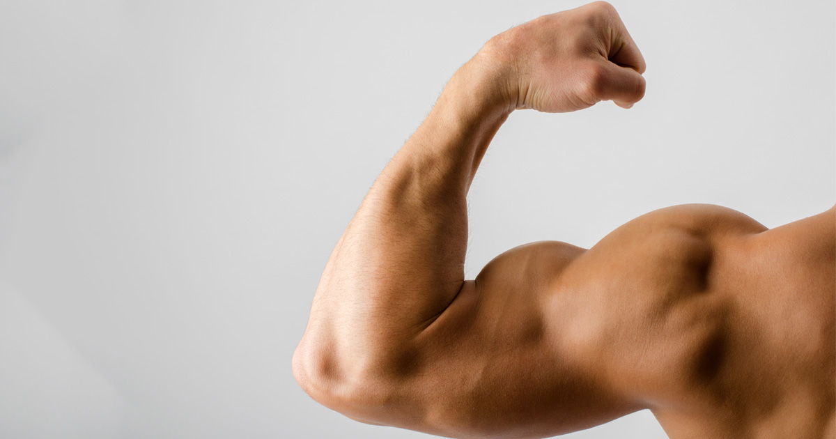New findings about muscle stem cells reveals the potential for growing ...
