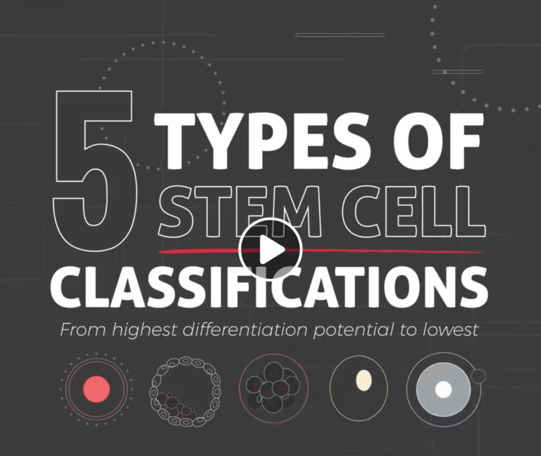 The Five Types of Stem Cells | The Stem Cellar