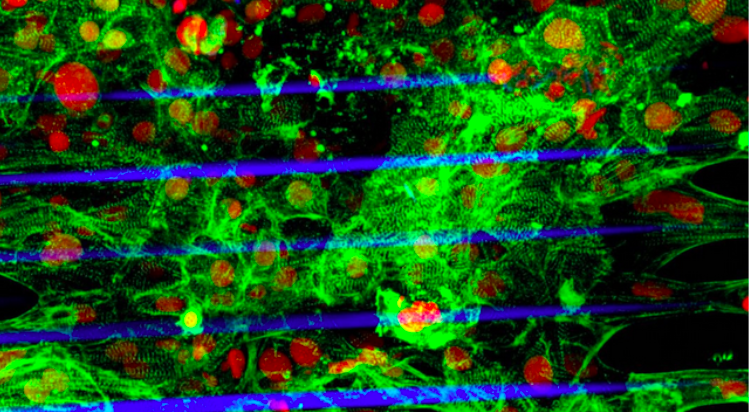 A 3-D model of heart tissue gives scientists a leg up in studying heart ...