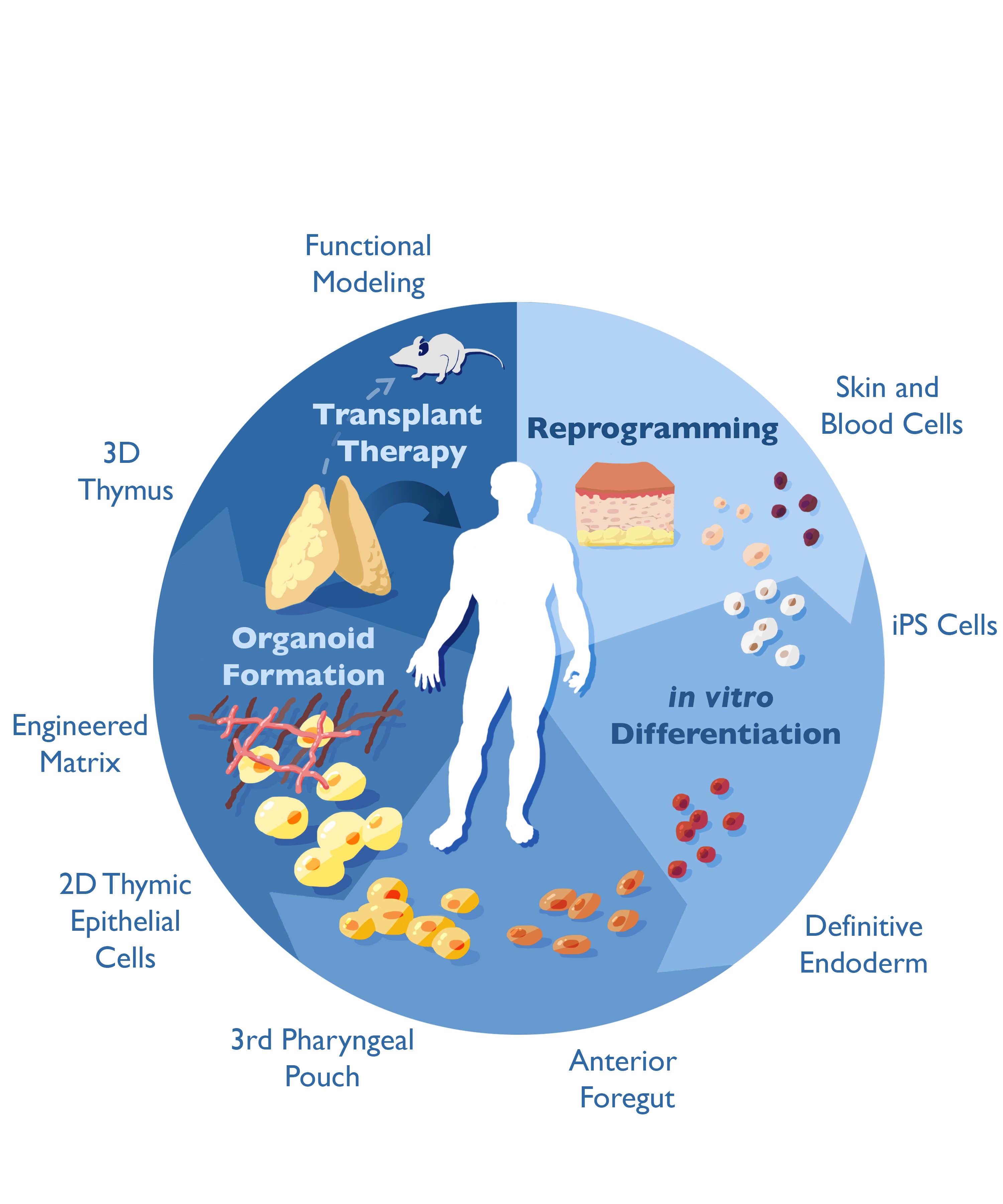 DiGeorge Syndrome | The Stem Cellar