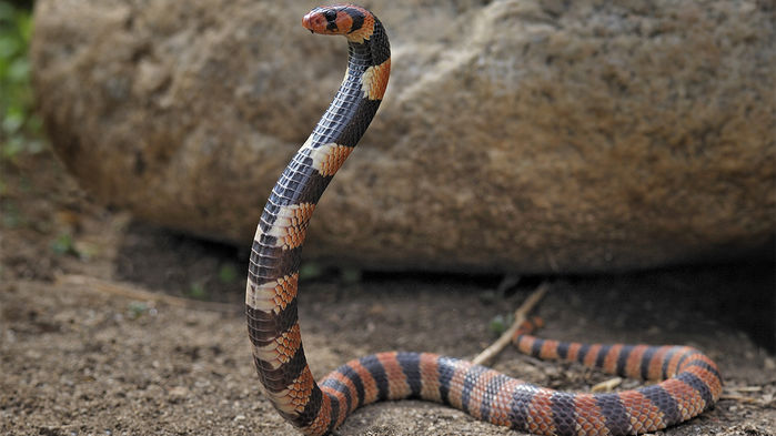 Tiny organs grown from snake stem cells produce real venom | The Stem ...