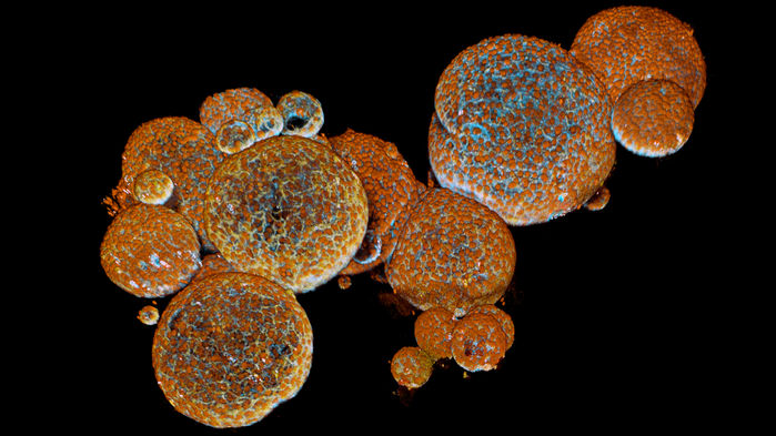 Tiny organs grown from snake stem cells produce real venom | The Stem ...