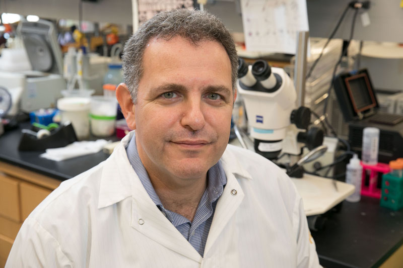 CIRM supported study finds that a gene associated with autism ...