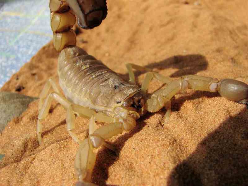 New CAR-T cell therapy using scorpion venom developed to treat brain ...
