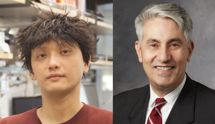 Researchers discover how to steer stem cells to regenerate cartilage in ...